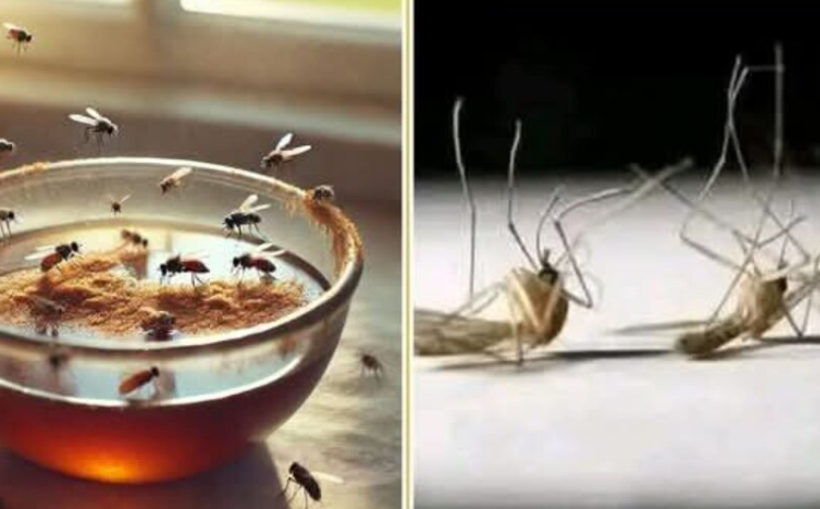 Never See Flies and Mosquitoes in Your House Again – A Simple and ...
